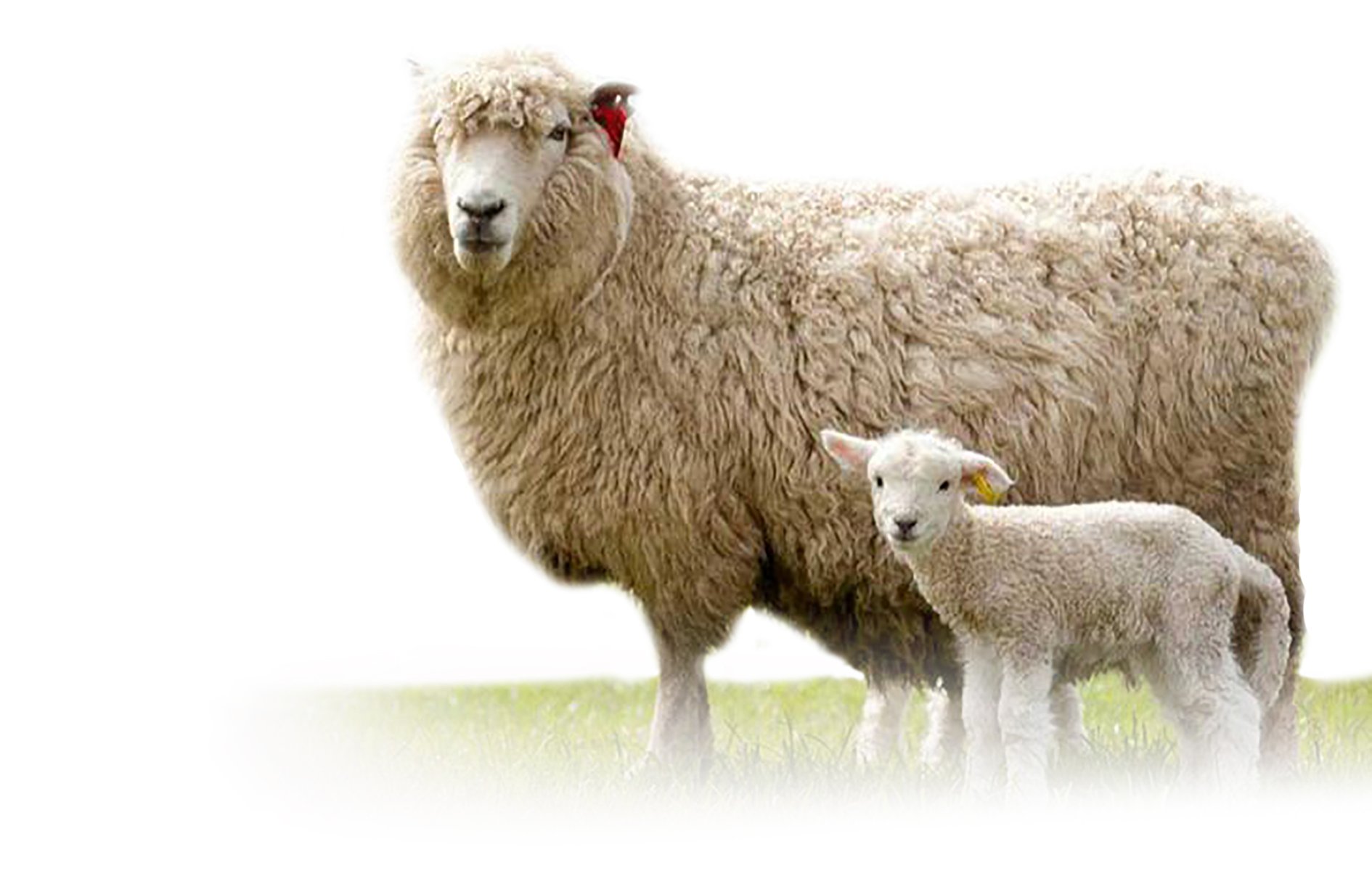 FAH Sheep Drenching — Rangiora Vet Centre