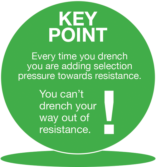 FAH Sheep Drenching — Rangiora Vet Centre