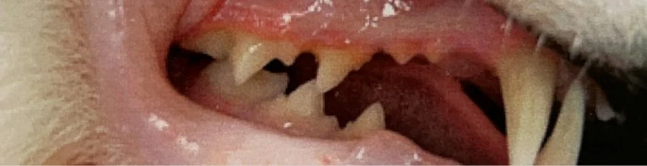 Dental: cat dental homecare — Rangiora Vet Centre