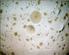 Chicken “Snuffles” - what is it, causes, symptoms and treatment ...