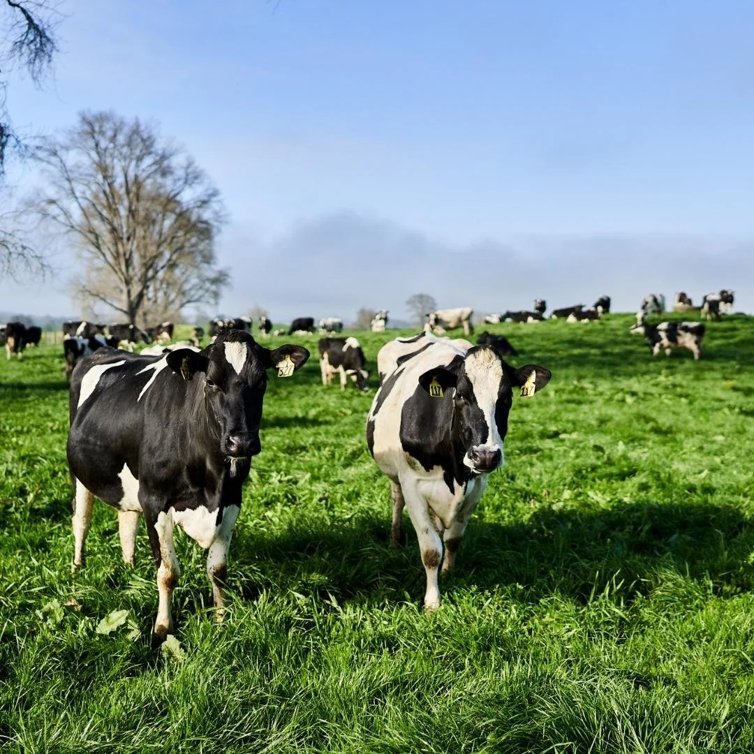 Cow's Eyes - Let’s take a closer look! — Rangiora Vet Centre