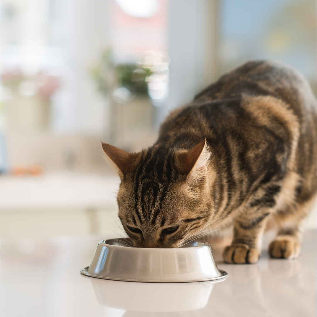 Chronic Kidney Disease in Cats — Rangiora Vet Centre