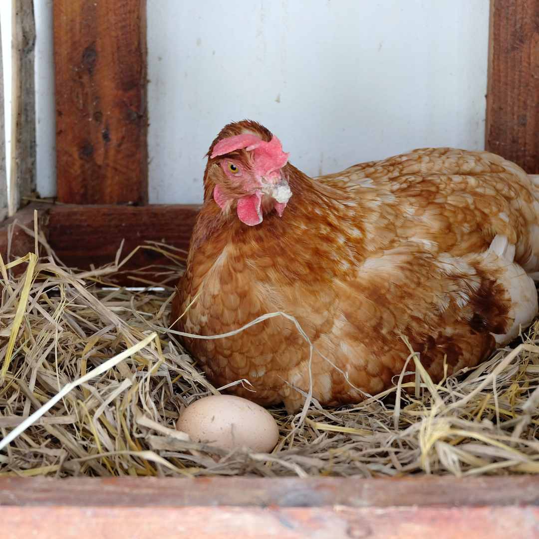 Egg binding in poultry and birds — Rangiora Vet Centre