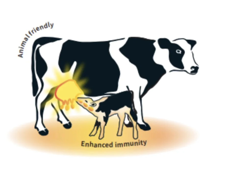The next generation calf scours vaccine — Rangiora Vet Centre