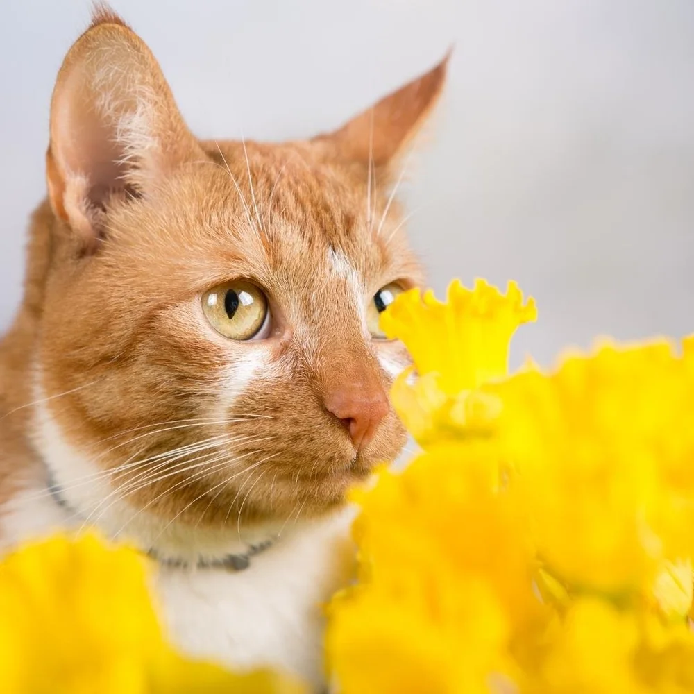 Spring precautions for your pet in NZ — Rangiora Vet Centre