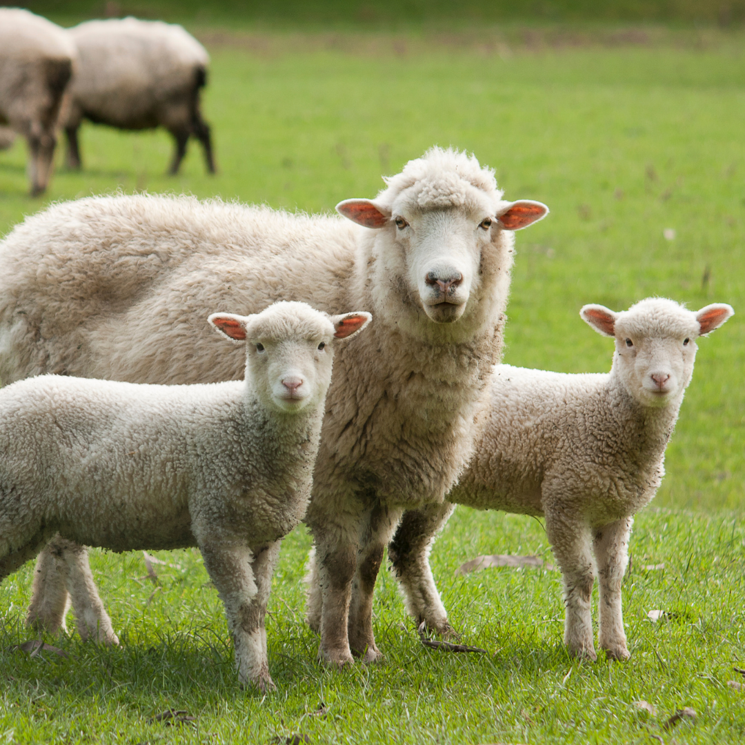 Sheep Husbandry — Rangiora Vet Centre
