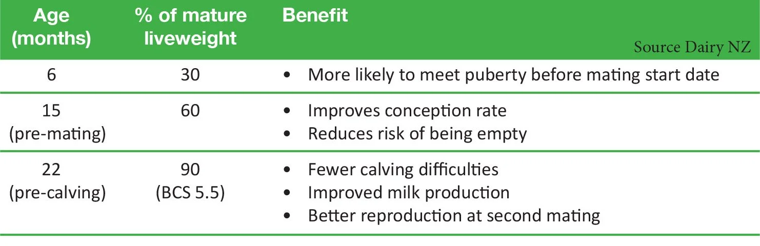 Keeping an eye on the future - Managing your heifers — Rangiora Vet Centre