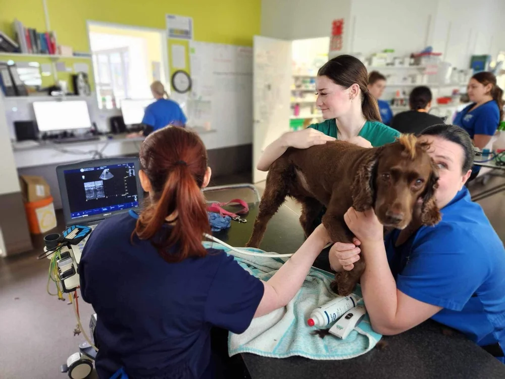 Services Index — Rangiora Vet Centre