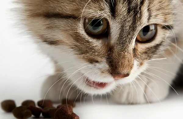 Dentistry Info — Rangiora Vet Centre