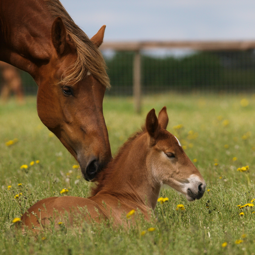 Foaling — Rangiora Vet Centre