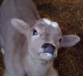 Thiamine Deficiency — Rangiora Vet Centre
