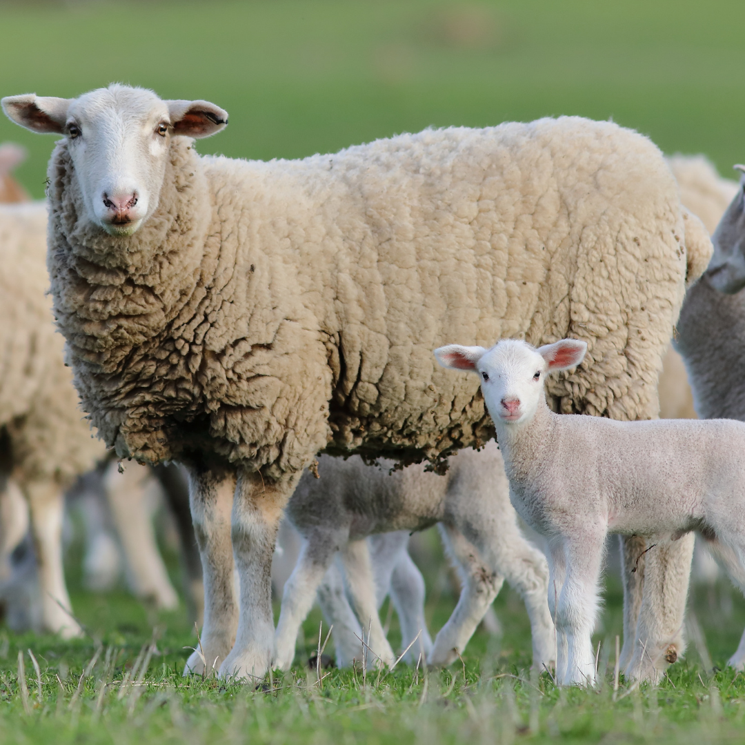 Sheep Husbandry — Rangiora Vet Centre