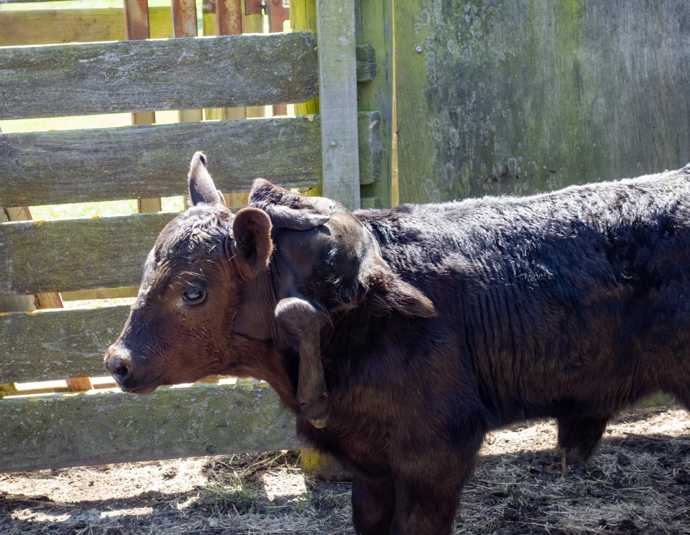 The weird and wonderful: A case of a calf born with extra legs ...