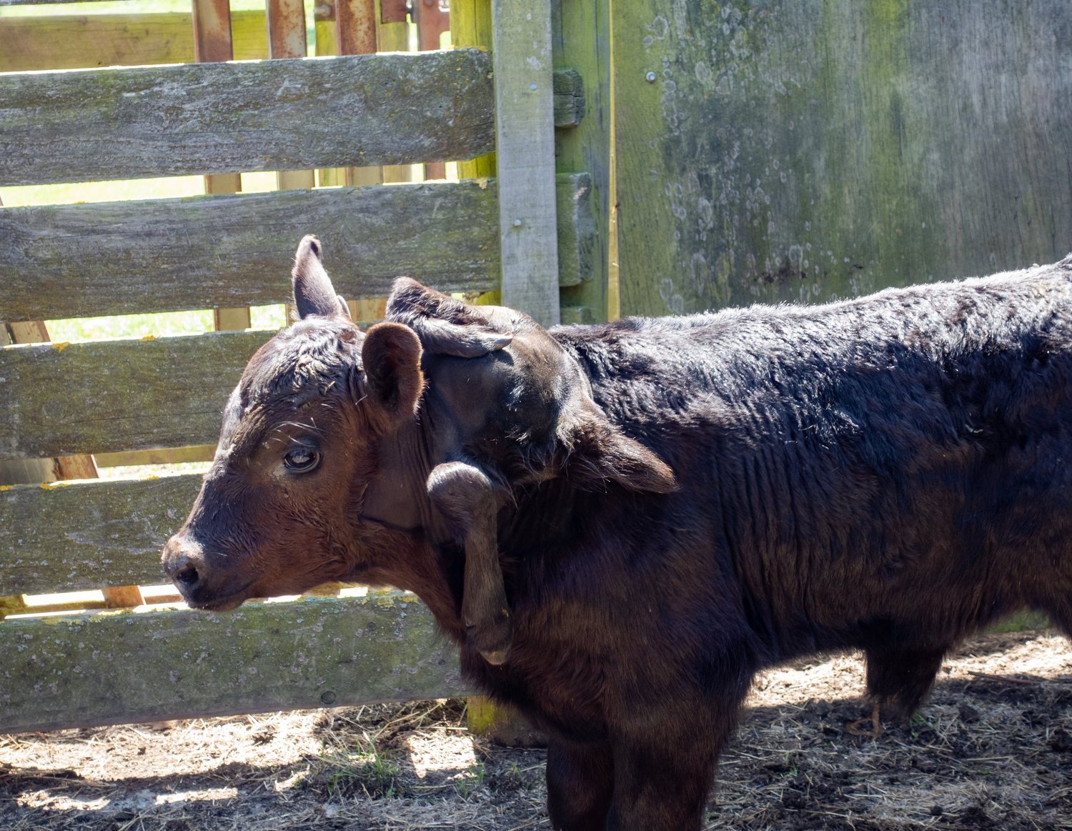 The weird and wonderful: A case of a calf born with extra legs ...