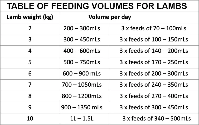 Basic Lambing and Rearing Guide — Rangiora Vet Centre