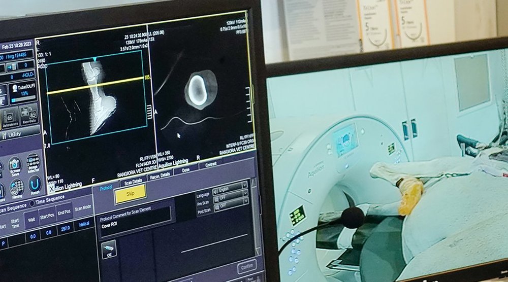 Equine CT Scanning at RVC — Rangiora Vet Centre