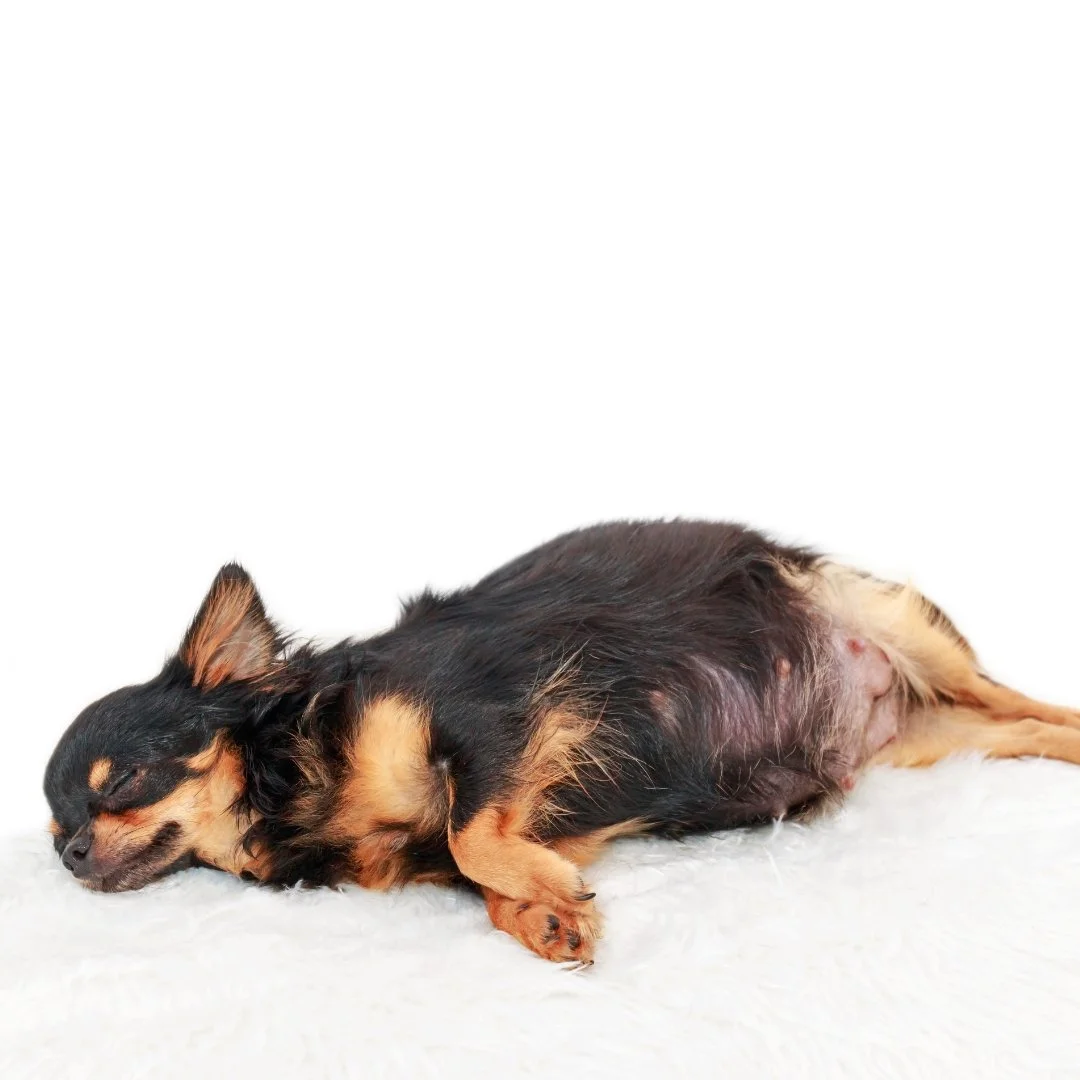 Pregnancy and Whelping in Dogs — Rangiora Vet Centre