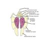 Chicken “Snuffles” - what is it, causes, symptoms and treatment ...
