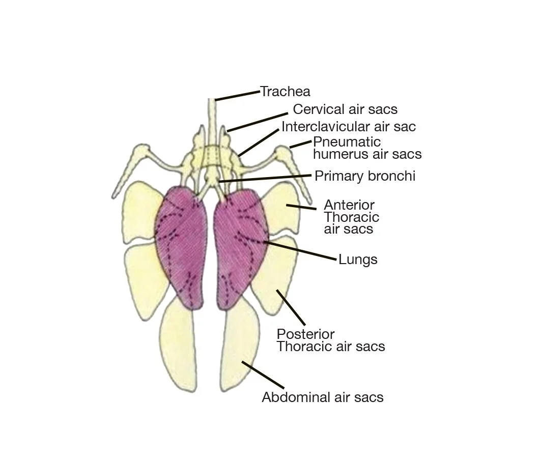 Chicken “Snuffles” - what is it, causes, symptoms and treatment ...