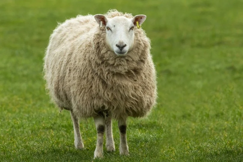 FAH Sheep Drenching — Rangiora Vet Centre