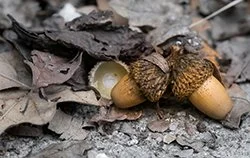 FAH ACORN TOXICITY — Rangiora Vet Centre