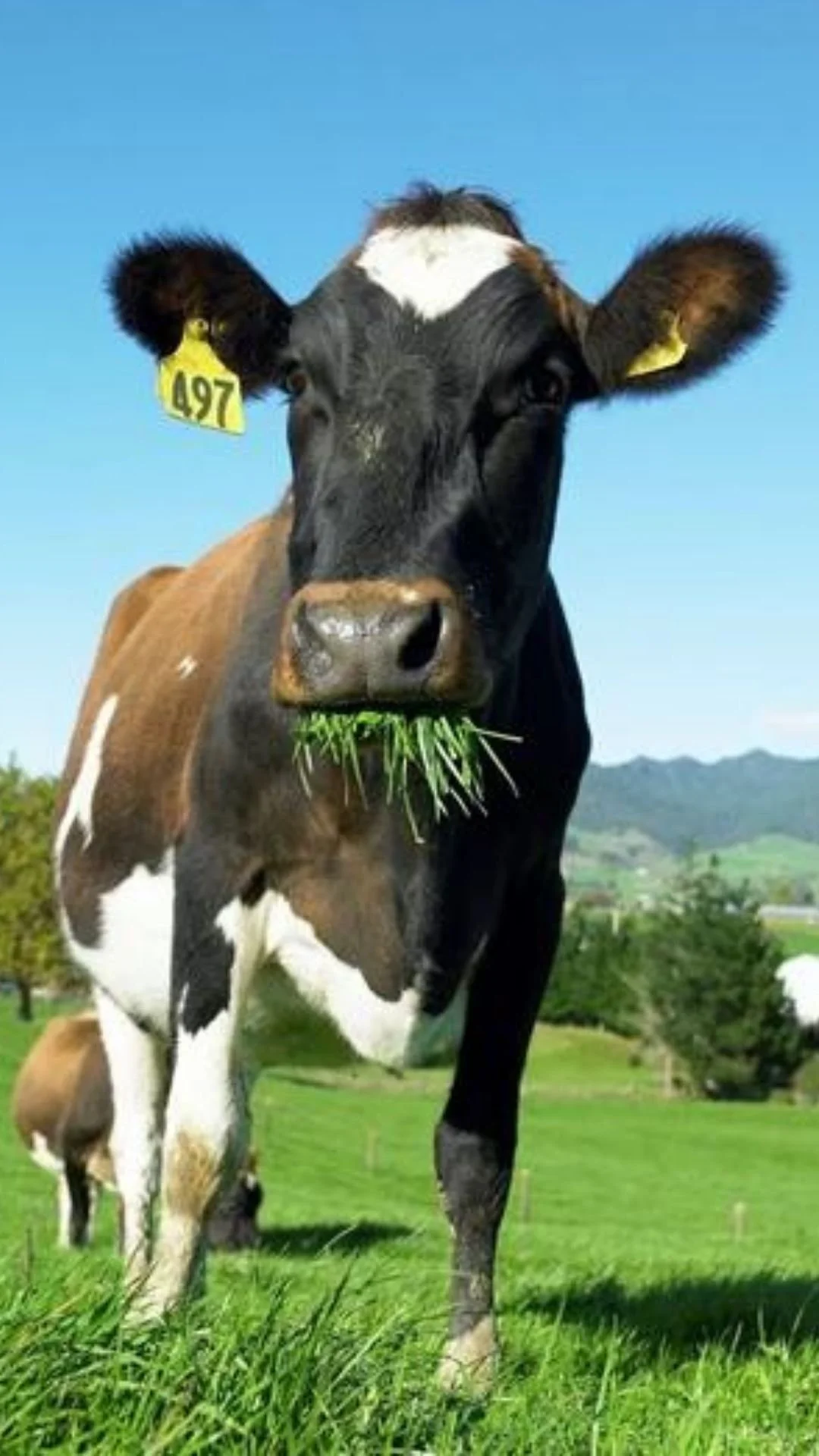 Teat condition is udderly important — Rangiora Vet Centre