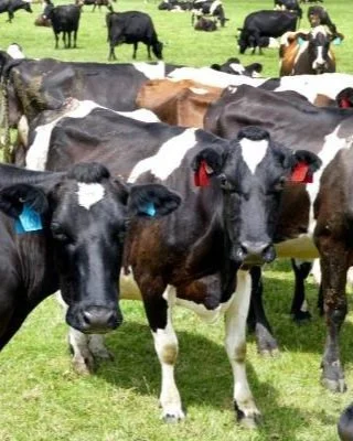 USE OF INTRAMAMMARY PENICILLIN TO TREAT MASTITIS — Rangiora Vet Centre