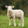 Basic Lambing and Rearing Guide — Rangiora Vet Centre