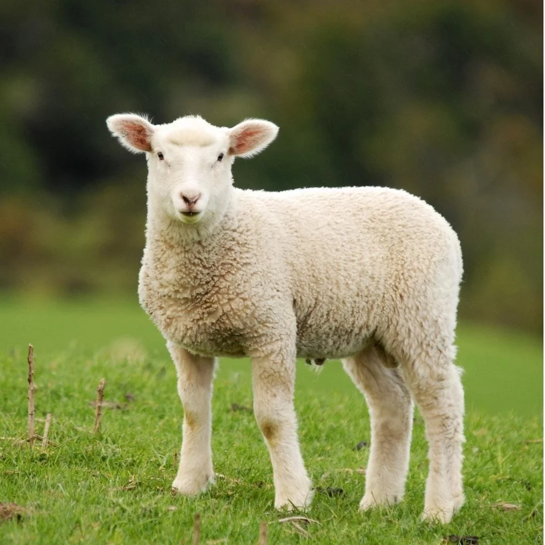 Basic Lambing and Rearing Guide — Rangiora Vet Centre