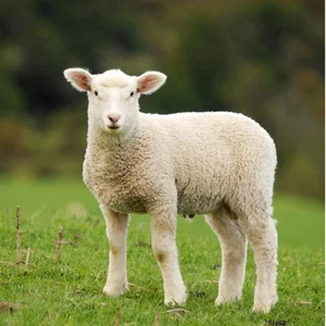 Basic Lambing and Rearing Guide — Rangiora Vet Centre