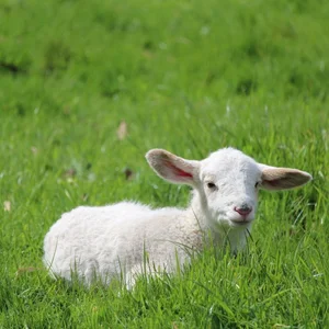 Basic Lambing and Rearing Guide — Rangiora Vet Centre