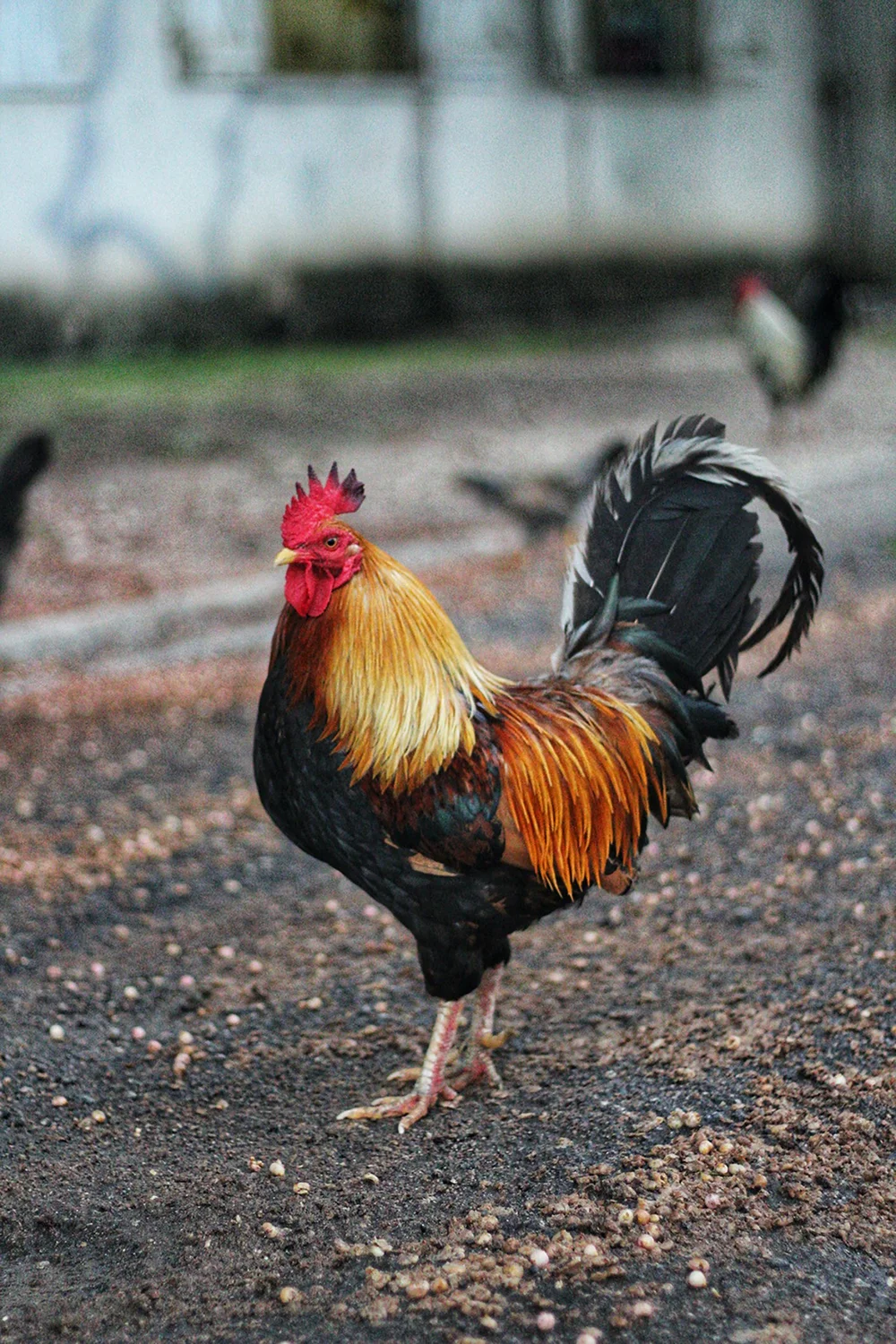 Chicken Reproductive System — Rangiora Vet Centre