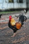 Chicken Reproductive System — Rangiora Vet Centre