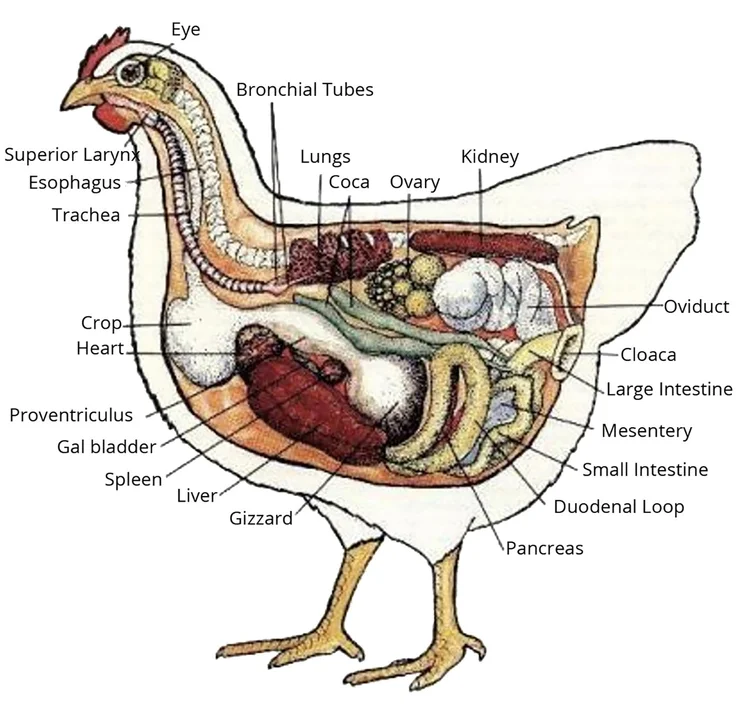Chicken Reproductive System — Rangiora Vet Centre