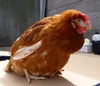 Chicken Reproductive System — Rangiora Vet Centre