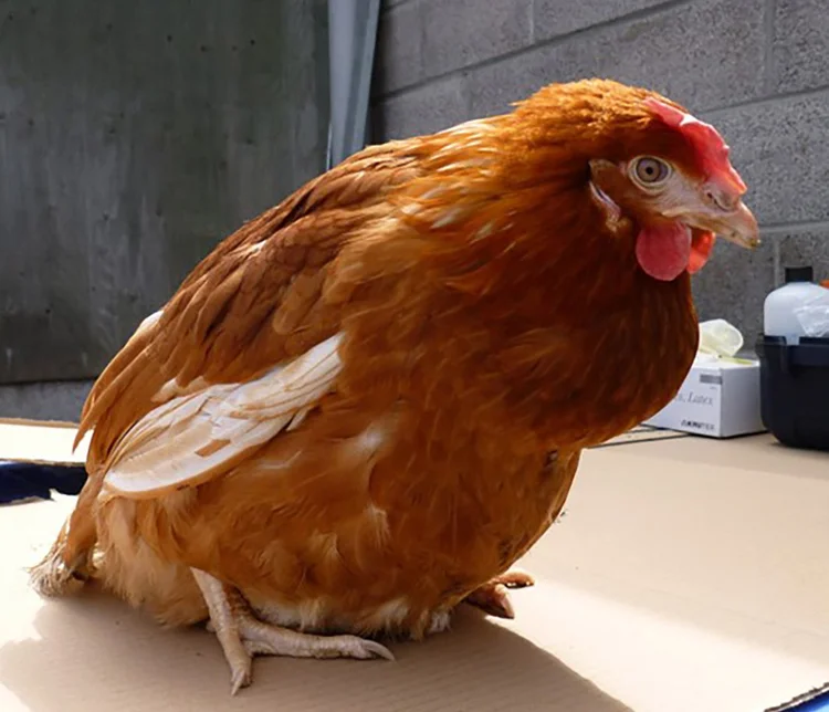 Chicken Reproductive System — Rangiora Vet Centre