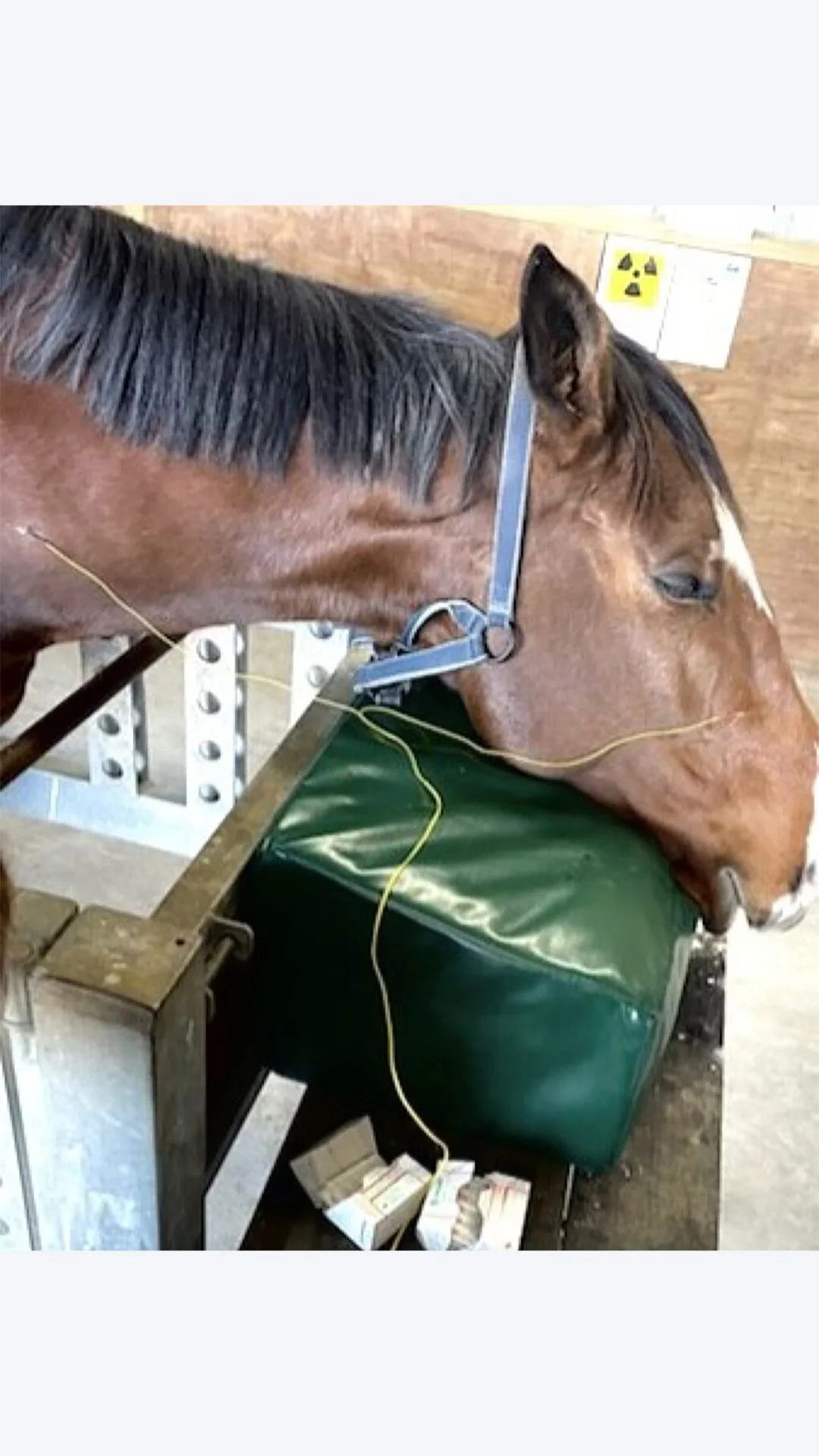 Electroacupuncture for head shakers in horses — Rangiora Vet Centre