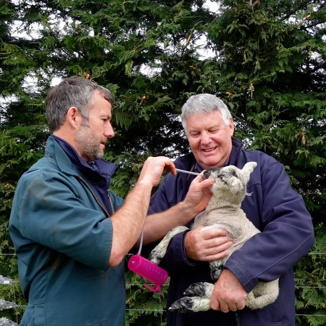 Farm Animal Health: Sheep & Lamb — Rangiora Vet Centre