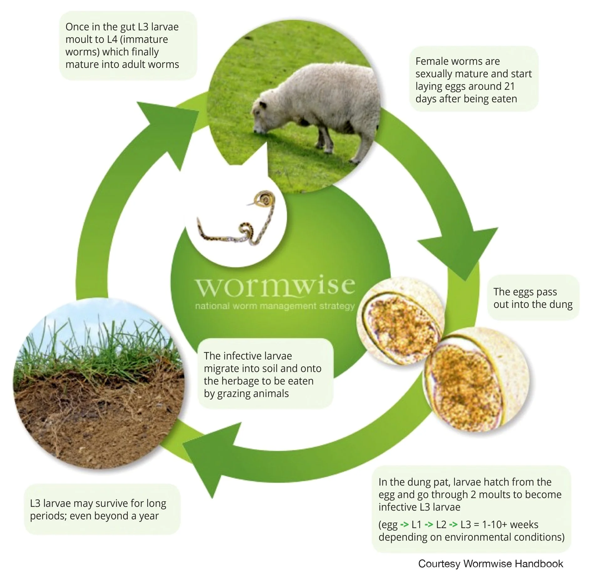 FAH Sheep Drenching — Rangiora Vet Centre