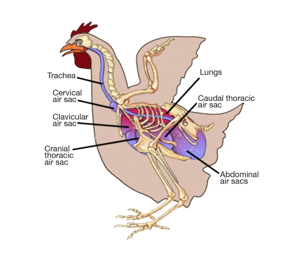 Chicken “Snuffles” - what is it, causes, symptoms and treatment ...