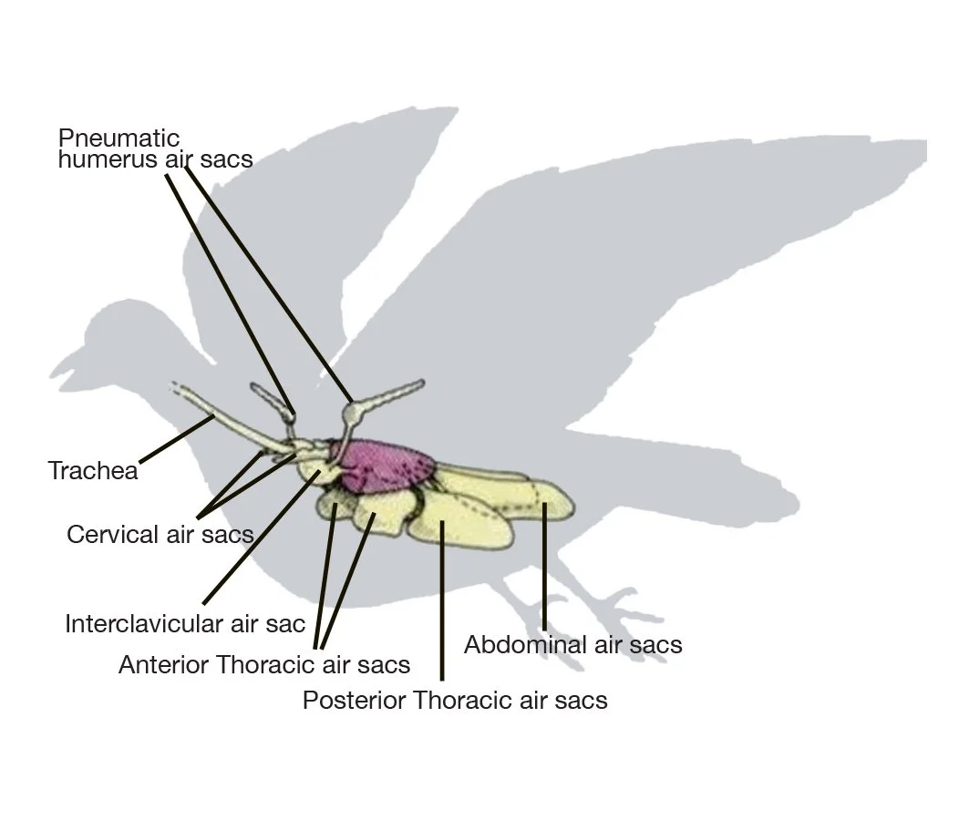 Chicken “Snuffles” - what is it, causes, symptoms and treatment ...