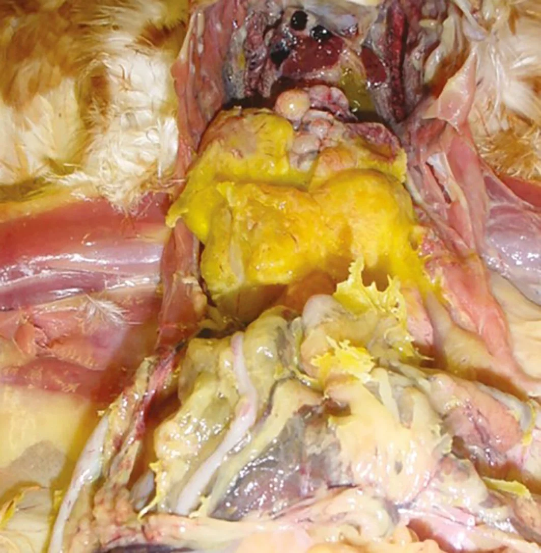 Chicken Reproductive System — Rangiora Vet Centre
