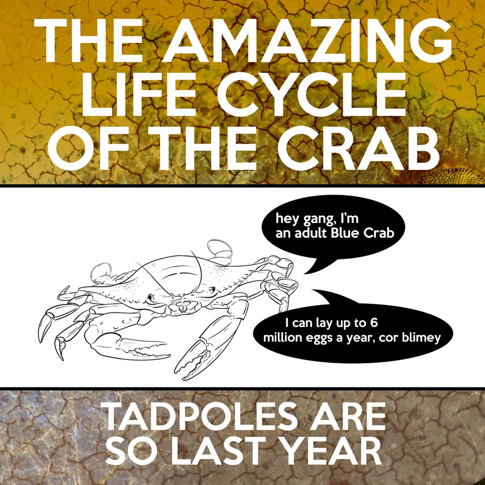 The Life Cycle of Crabs — Crab Museum