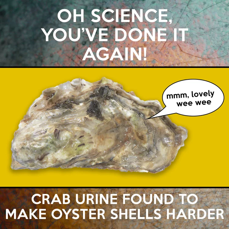 Crab Urine and Oysters? — Crab Museum