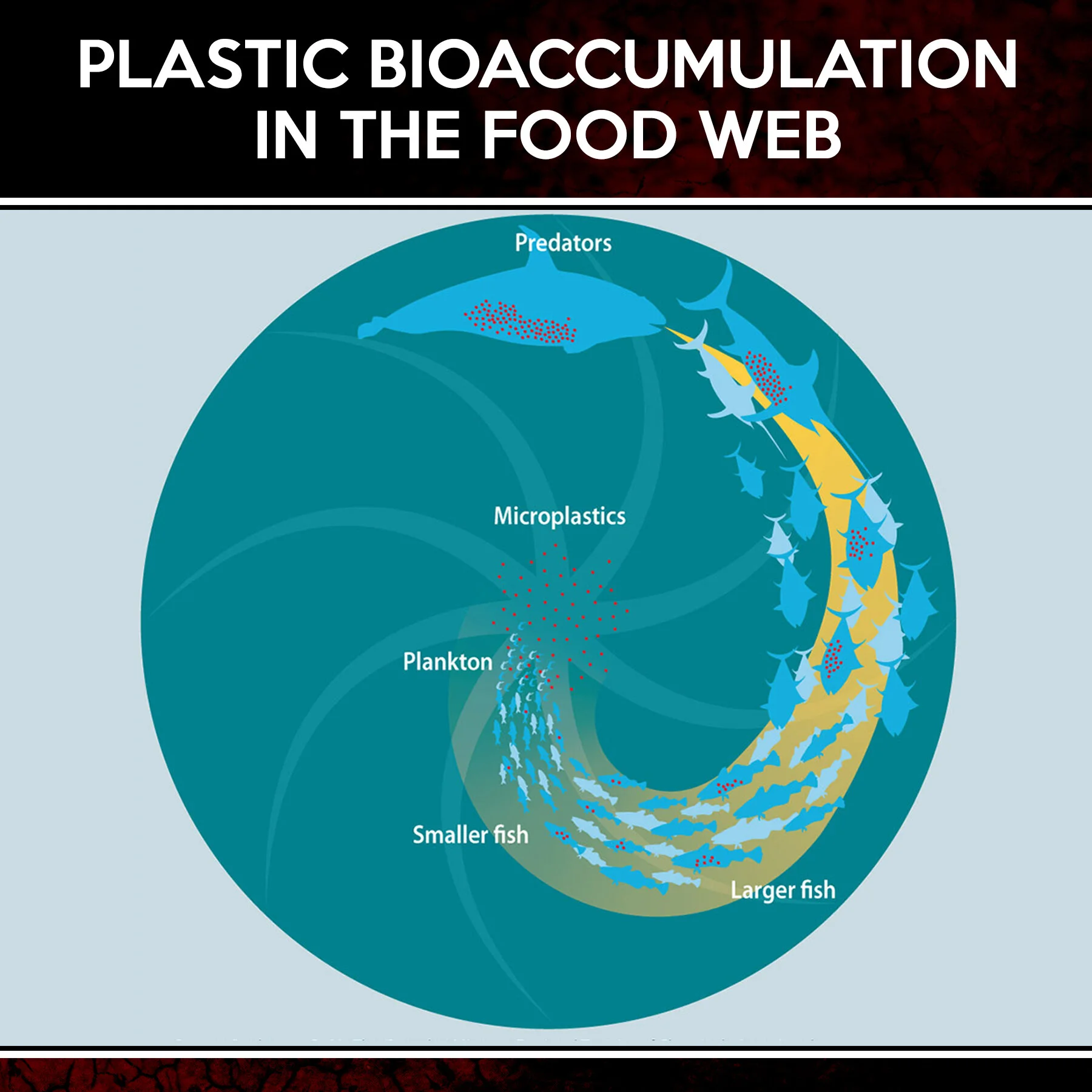 Plastics and Tiny Animals — Crab Museum