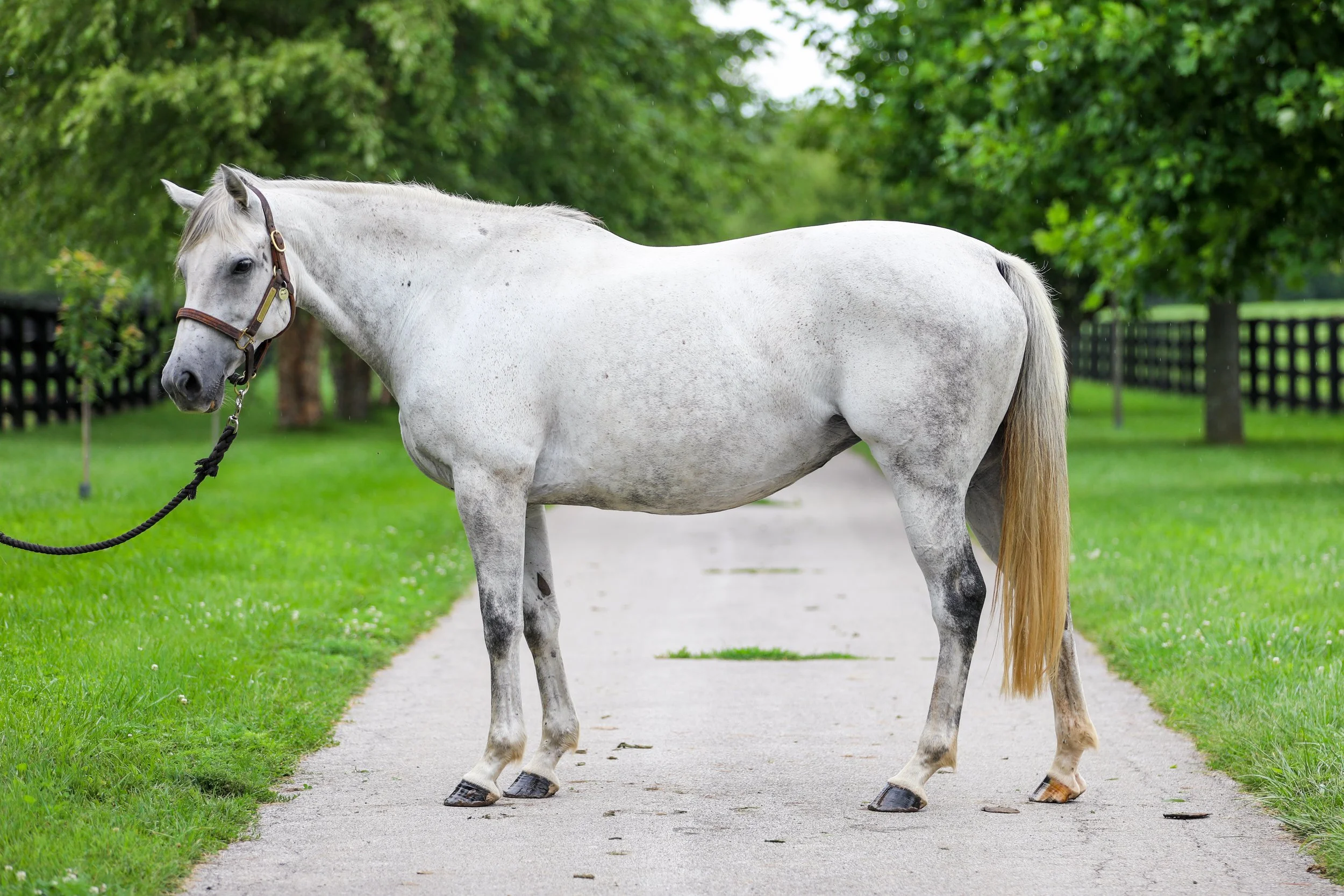Light Grey Thoroughbred