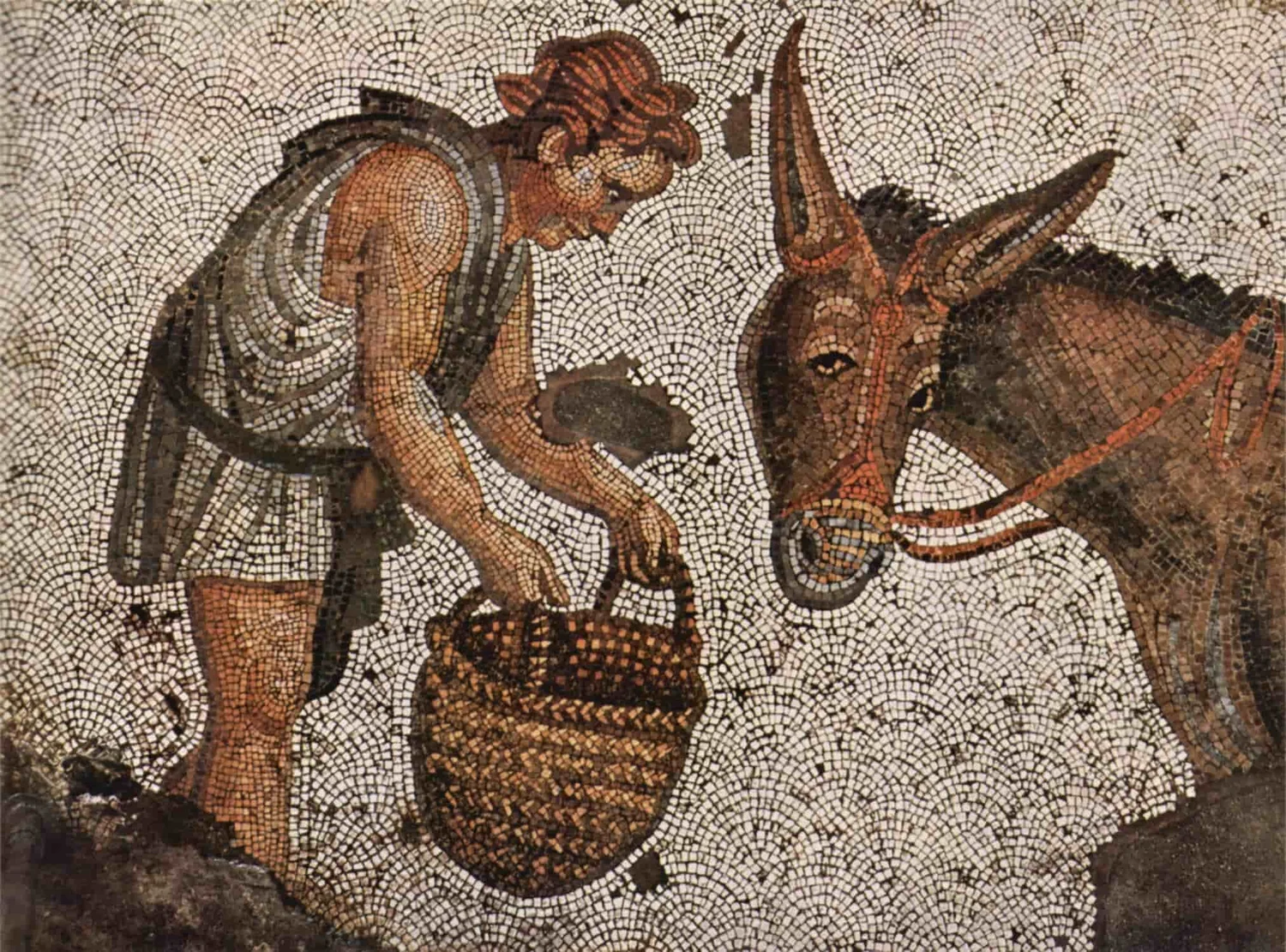 Donkey — Archaeology Now