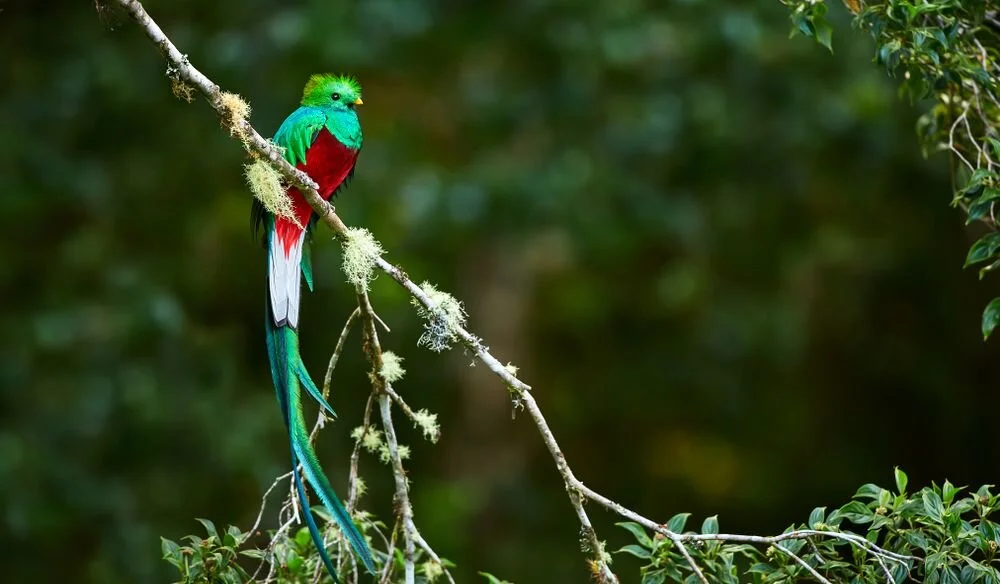 Maya Headdresses — Archaeology Now