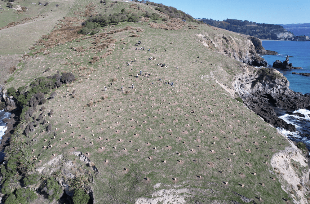 Potato Point, Purakaunui, Dunedin - Monowai Ecological, Dunedin