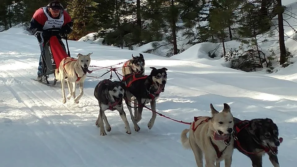 Sierra Nevada Dog Drivers